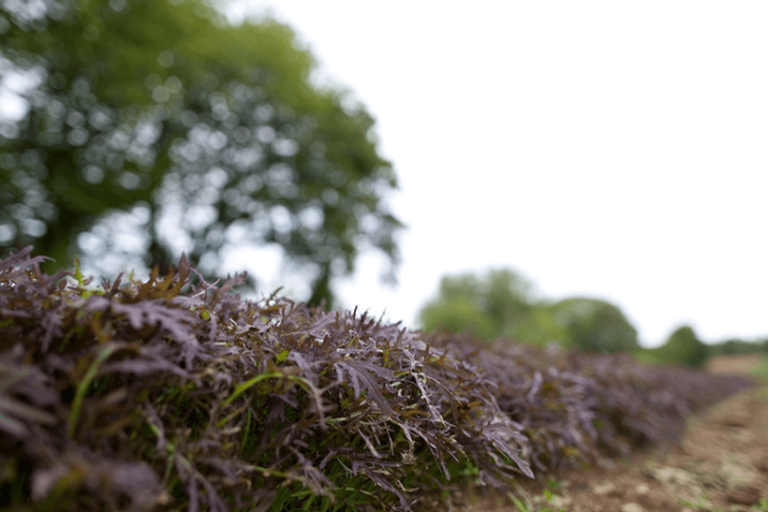 Gold River Farm - La Rousse Foods